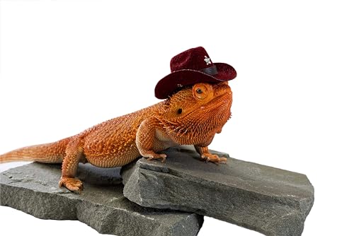 10 Must-Have Products for Perfect Bearded Dragon Ear Shedding: A ...