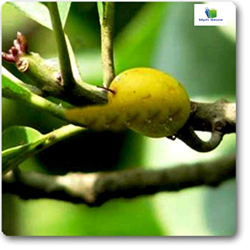 Mphmi Khirni - Plant : Amazon.in: Garden & Outdoors