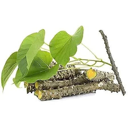 Nagdon Deshi live plant/Nagdon Medicinal Plant with nursery pot ...