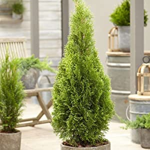 EverSneh Live Real Morpankhi/Thuja Compacta Christmas Tree with Pot ...