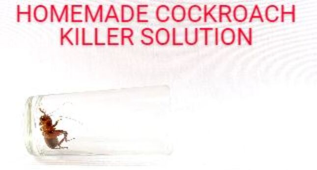 Watch Homemade Cockroach killer solution on Amazon Live