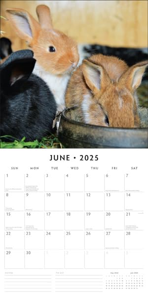 Rabbits – 2025 Square Wall Calendar – by Red Robin Publishing – BigaMart