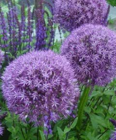 Amazon.com : Allium Bulbs (Giant) - "Pinball Wizard" : Flowering Plants ...