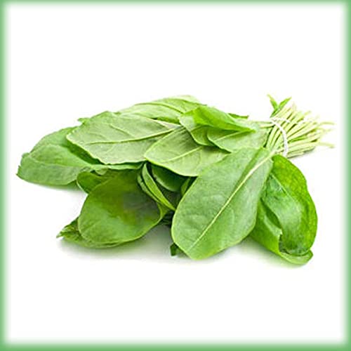 Seaside Spinach Seed : Amazon.in: Garden & Outdoors