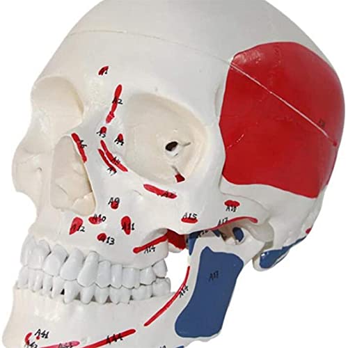 Buy Anatomy Model, Human Skull Model,Body Anatomy Model,Markings Muscle ...