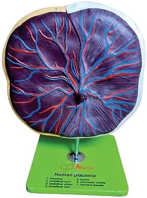GD ANATOMICALS® Highly Detailed Human Placenta Model with Stand ...