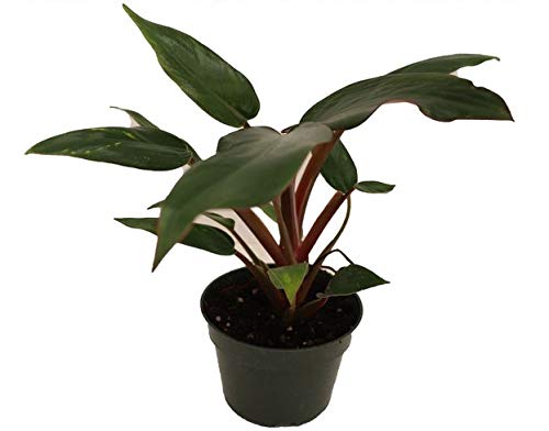 Philodendron Red Congo Care: The Rogo Congo Plant Growing Guide
