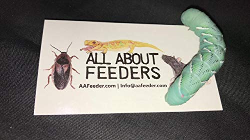 10 Tried and Tested Products to Get Rid of Blue Horn Worms: A ...