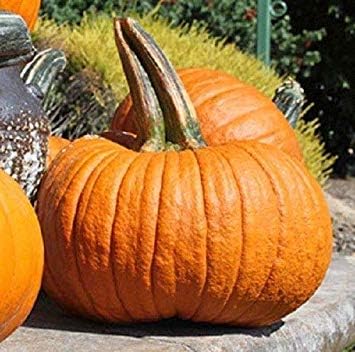 Seeds Germination Seeds : 30 Seeds Wolf Pumpkin 15-40: Only Seeds : Buy ...