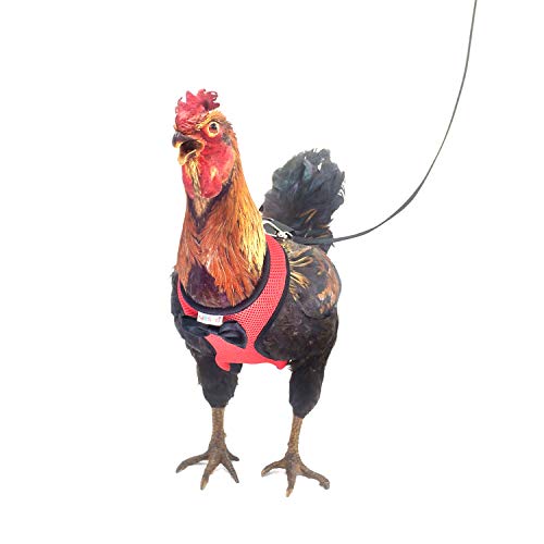 Yesito Chicken Harness Hen Size with 6ft Matching Leash – Adjustable ...