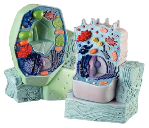 470230-928 - 3B Scientific Cell Anatomy Models Plant and Animal Cell ...