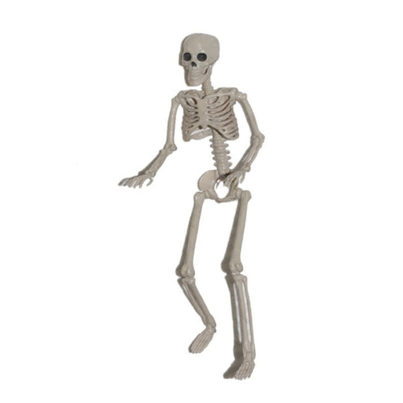 Amazon.com: The Mannequin Halloween Skeleton Plastic Models Mannequin ...