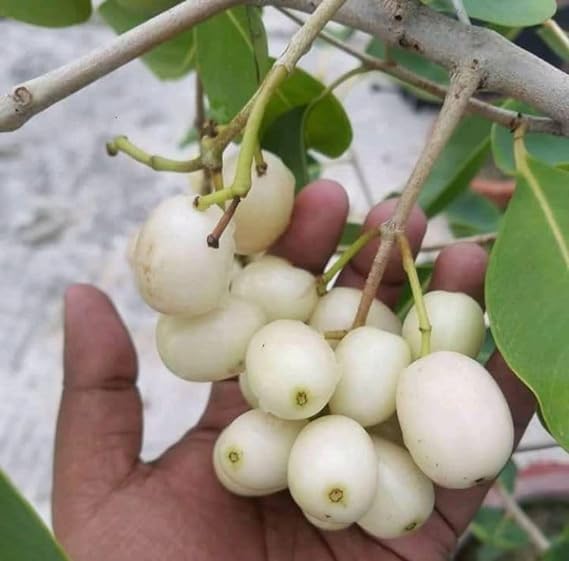 Oxygeen Thai White Jamun Live Grafted Plant Jambolan Java Plum Malabar ...