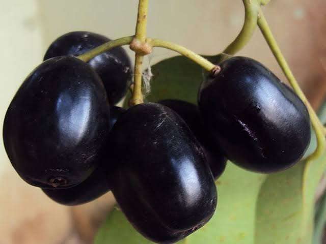 JASHAN MAAN grafted Jamun black plum Tree, Syzygium cumini - Plant 2-2. ...
