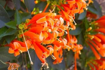 SVM SHOP Pyrostegia venusta, Begonia venusta Creeper, Healthy plant ...