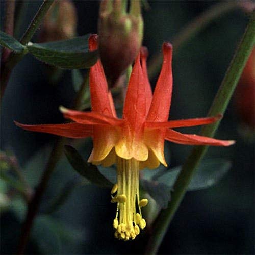Buy 5 Seeds of The Red Tropical Water Lily Seeds Online at Low Prices ...