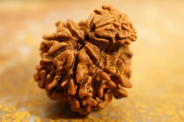 Gemstone King Original Certified Garbha Gauri Rudraksha Nepali Big Size ...
