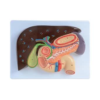 Liver and Gallbladder Relief Model,Gastric Section Model, Human Liver ...