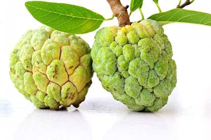 Live Custard Apple/Sharifa Fruit Plant - Healthy Live 1 Fruit Plant ...