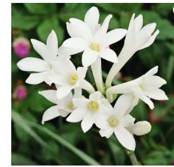 Nature flower plant rajni gandha beautifula flower : Amazon.in: Garden ...