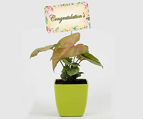 Vibrant Green Syngonium Plant In Green Plastic Pot With Congratulation ...