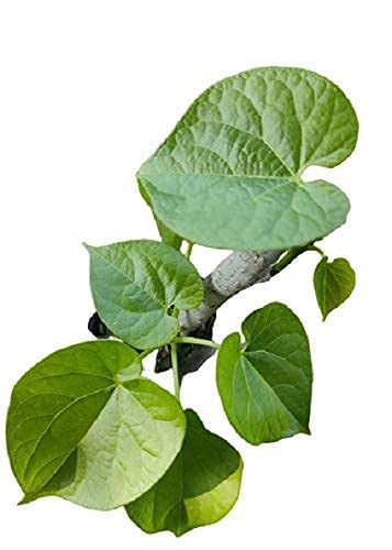 GREENGROW Giloy Plant - Gulvel Plant, Tinospora Cordifolia(Tippa-teega ...
