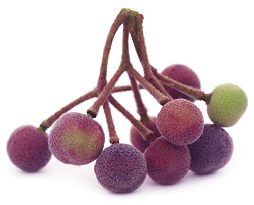 Falsa - How to grow & care