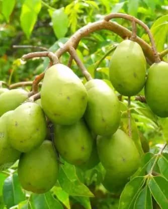 Greenhouse Stock Amra Plant (Pack of 1) : Amazon.in: Garden & Outdoors