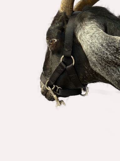 Carter Pet Supply Goat Pulling Harness USA Made Heavy Duty Lined ...