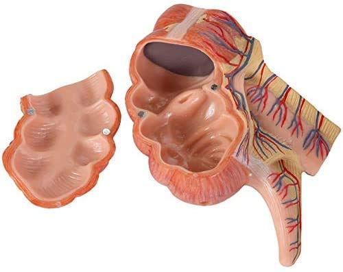 Anatomía Del Ciego Presentación De PowerPoint