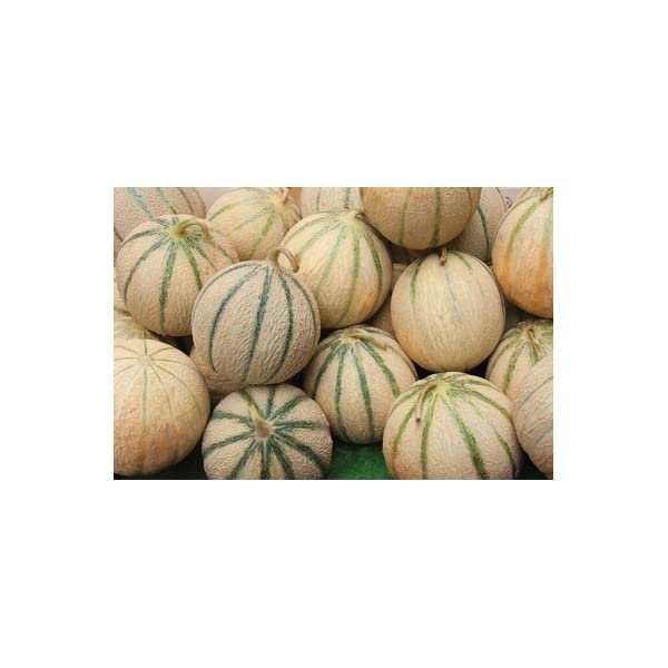 Amazon.com: Melons Tuscan : Grocery & Gourmet Food