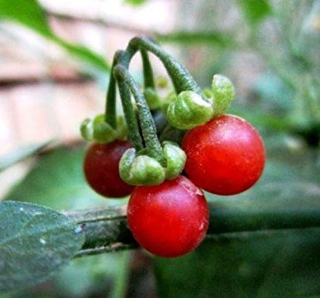 Red Solanum Nigrum""Lal Makoi" Medicinal Plant pot : Amazon.in: Garden ...