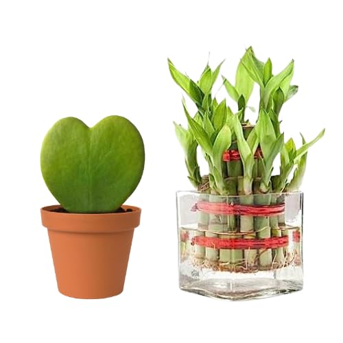 Happiness In House Live Indoor Double Layer Bamboo Plant With Square ...