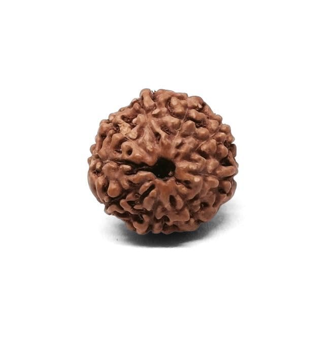 SRT Rudra 9 Mukhi Rudraksha Nau Mukhi Rudraksha From Indonesia 9 Mukhi ...