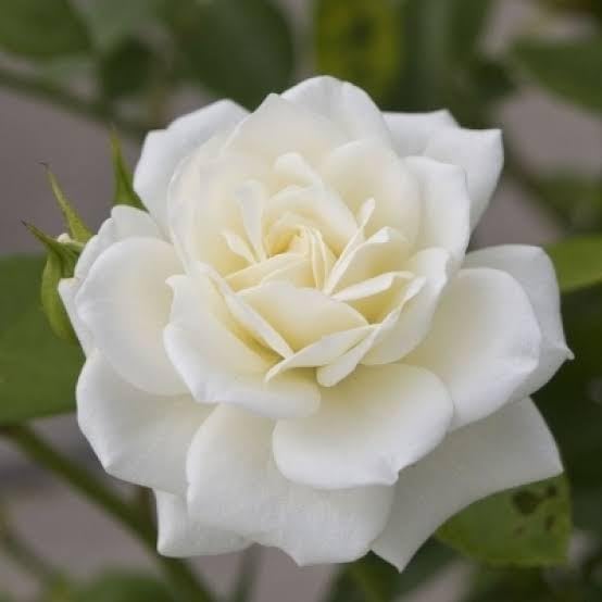 S.D ENTERPRISE White Damask Rose Organic Plant : Amazon.in: Garden ...