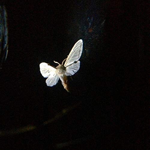 Écouter Moths par Dylan Marx sur Amazon Music Unlimited