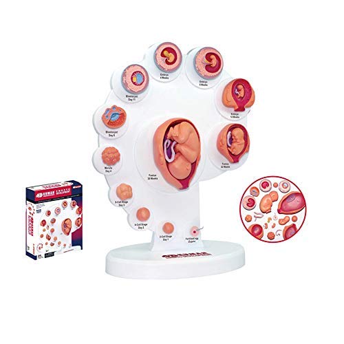 Buy Experimental Teaching Research Tools Fetal Model - Fetal Organ ...