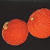 Amazon.com : Red Warty Thing 10 Seeds - Squash or Gourd : Squash Plants ...