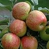 You Garden - Duo Fruit Apple Tree, 2 Varieties of Apple on 1 Bare Root ...