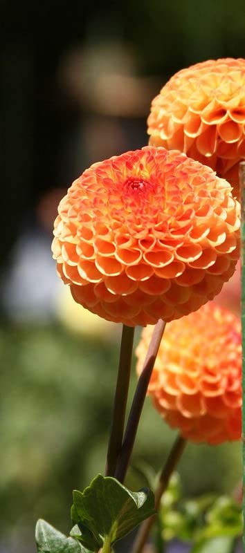 Ritz Farming® Dahlia pom pom vearty flower bulbs | Dahlia orange flower ...