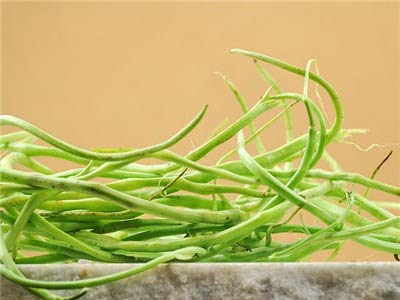 Creative Farmer Vegetable Seeds Radish Beans Seeds - Singra (Mongra ...