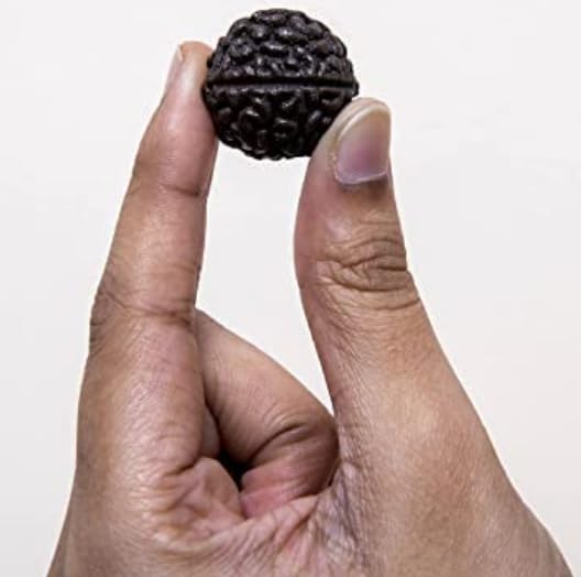 NEXG Ek Mukhi Rudraksha Original Certified Nepal 1 Mukhi Rudraksha GOL ...