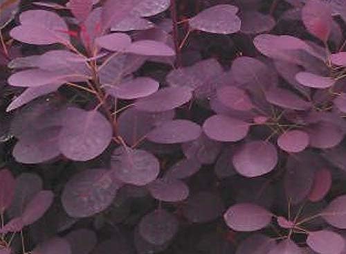 Amazon.com : Purple Smoke Tree - Healthy - Established Roots - One ...