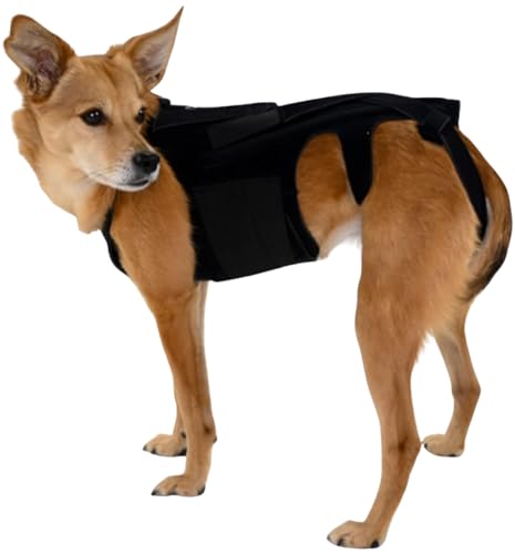 Understanding The Causes, Symptoms, And Treatment For A Dog's Hunched ...