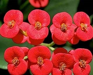 RISHIKA PLANT HOUSE Euphorbia Flower Live Plant Red Healthy Flowers ...