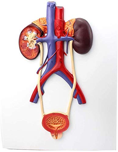 Buy DFJU Education Model of Human Urinary System, Human Anatomical ...