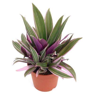 S Garden Rhoeo Spathacea Tricolor, Rhoeo Variegated Live Natural Plant ...