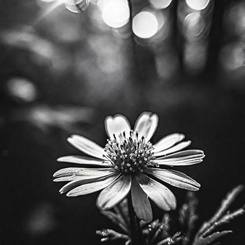 Play Grow Slow by Solus Vir on Amazon Music