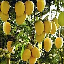 Alfanso Mango Plant Yellow color (Original Variety Pack Of-1) Healthy ...