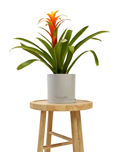 Nidularium rutilans - How to grow & care